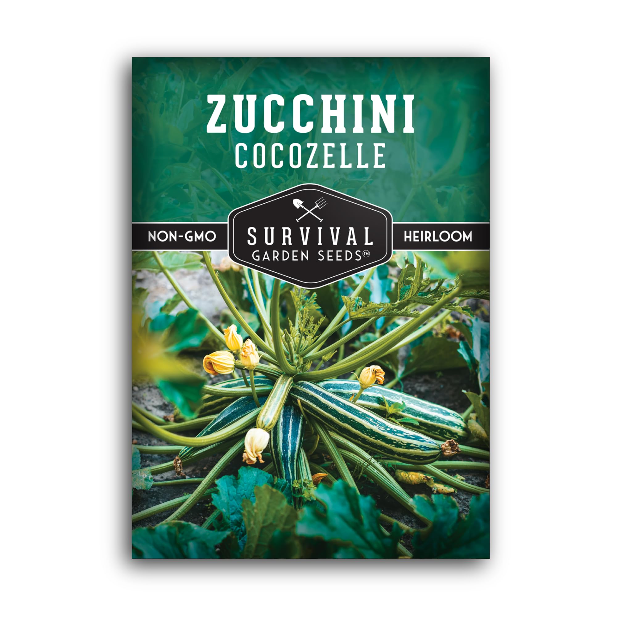 Amazon.com : Cocozelle Zucchini Seed for Planting - 1 Packet with ...