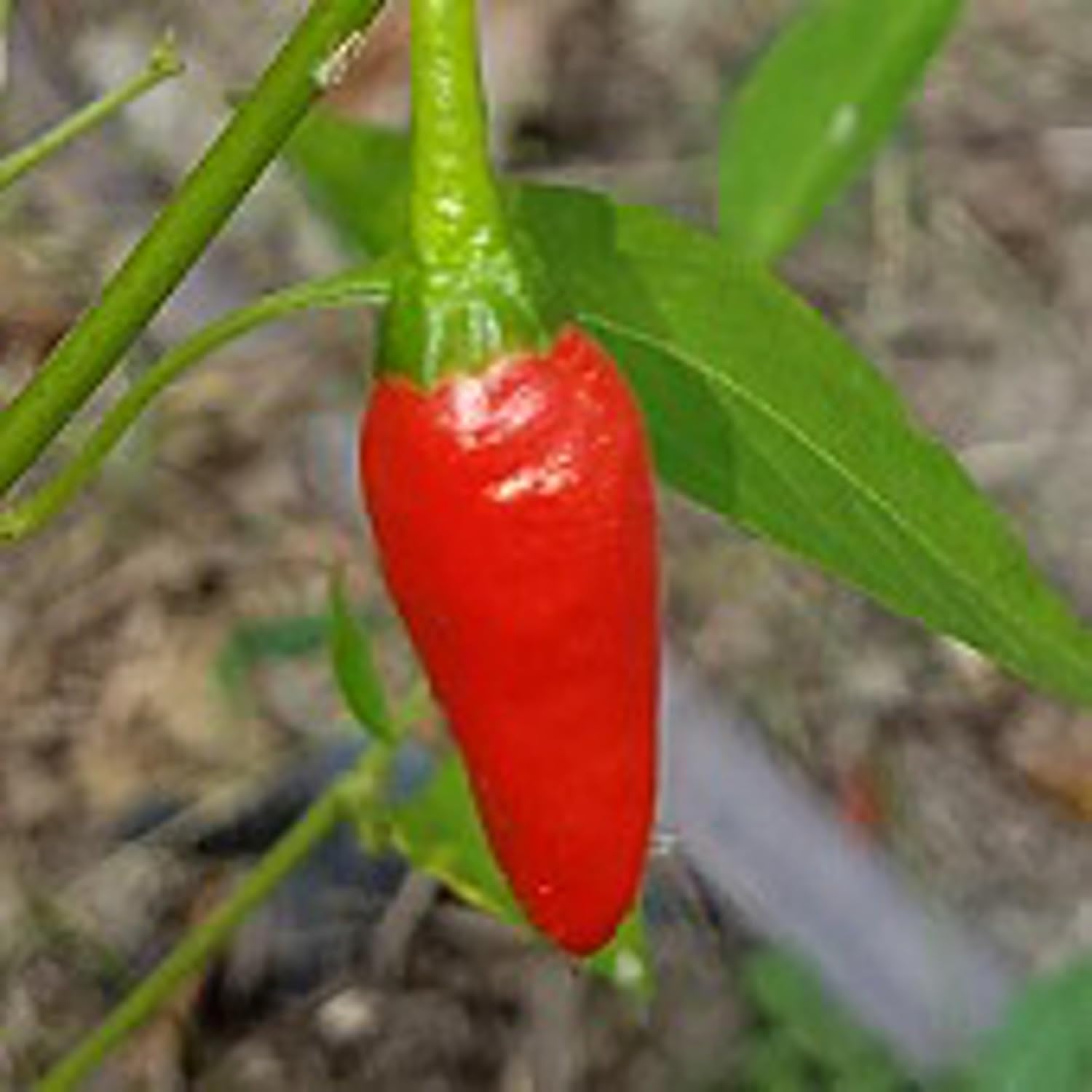 Amazon.com : African Pequin Hot Peppers Seeds (45 Seeds) : Patio, Lawn ...