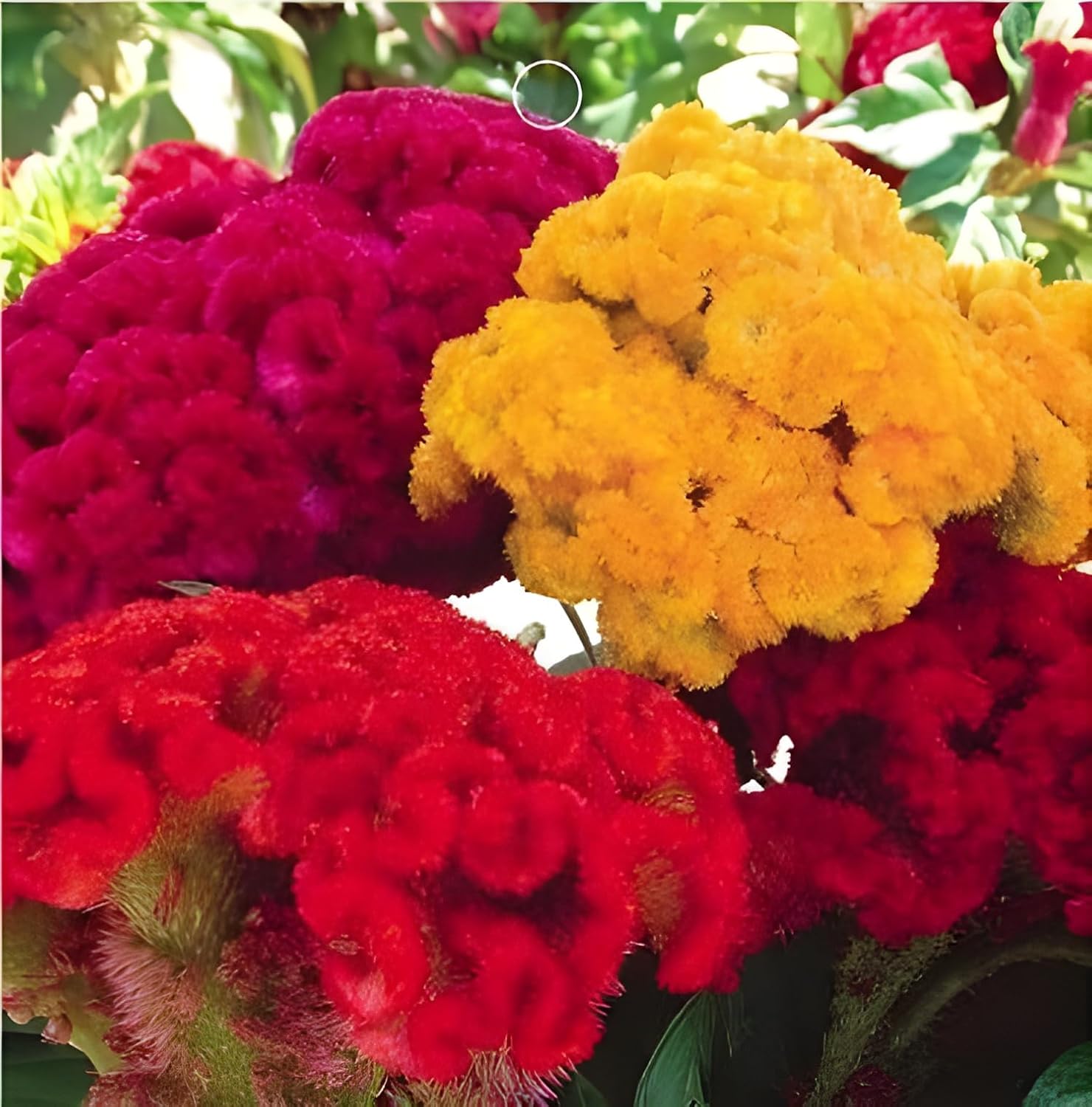 Amazon.com : Celosia Seeds - Cristata Dwarf Cockscomb Mix (Celosia ...