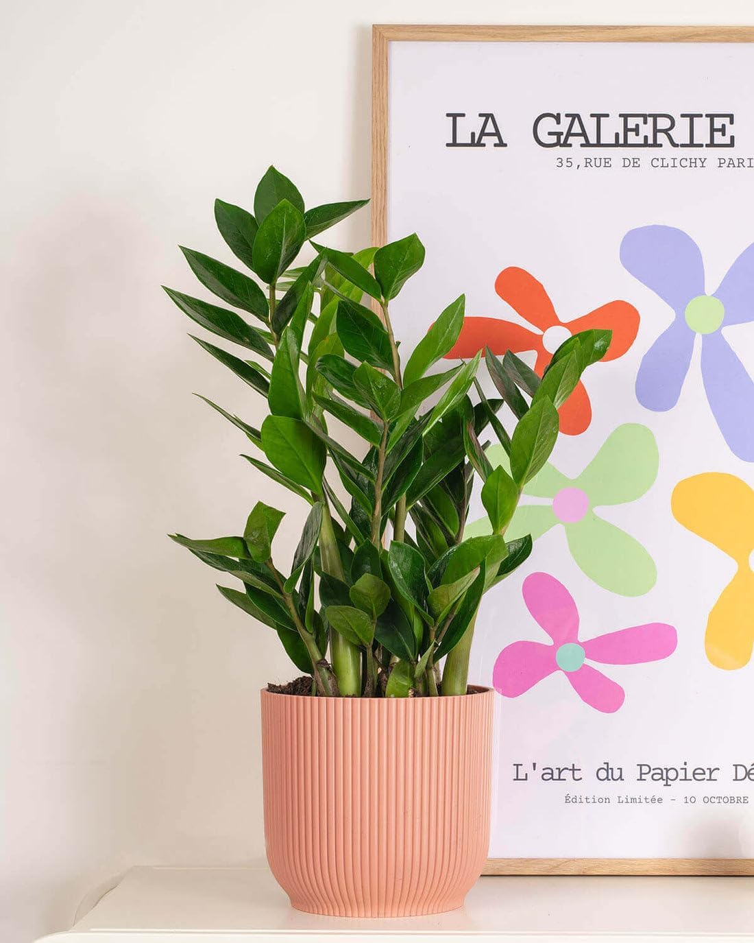 Prickle Plants ZZ Plant - Stylish Indoor Plant with Glossy Green ...