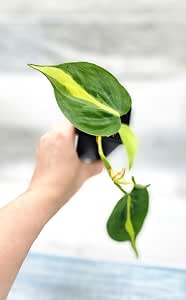 Amazon.com : Philodendron Brazil aka Philo Brasil Sweetheart Plant Live ...