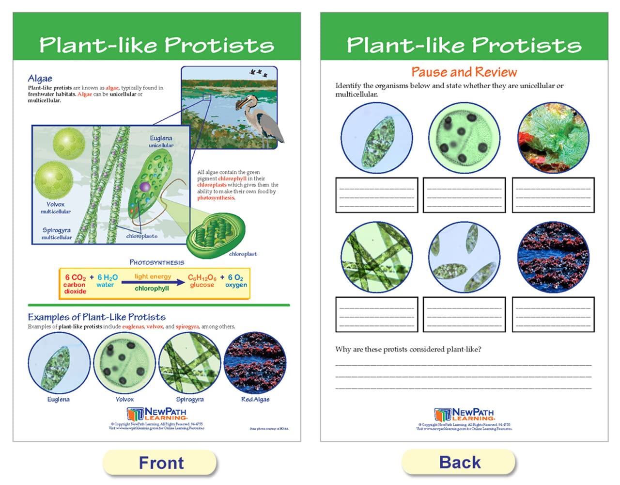 Plant Like Protists