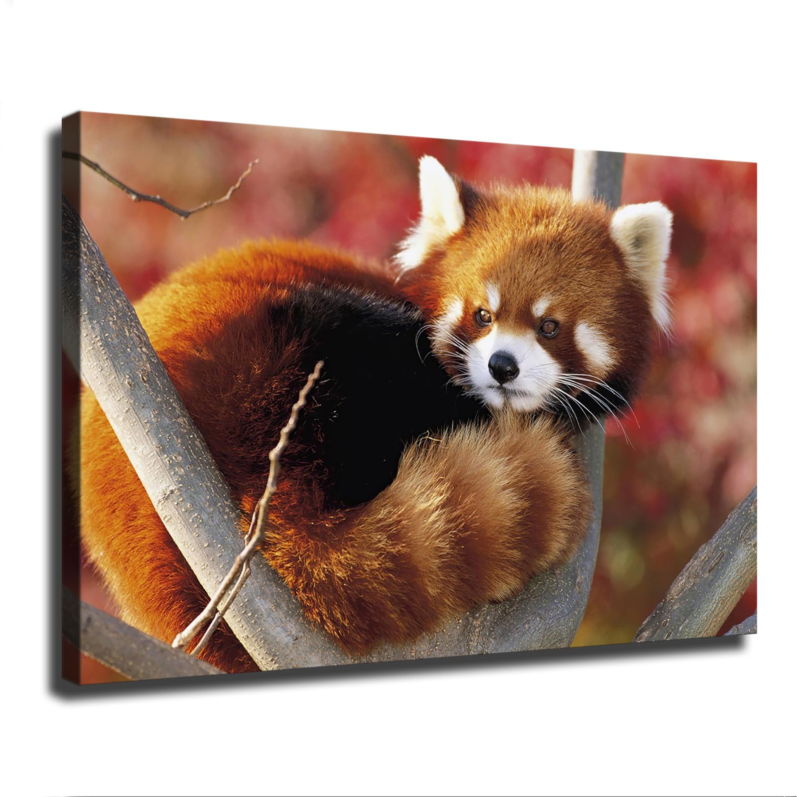 Red Panda Sitting