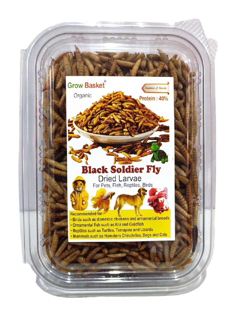 Buy Whole Dried Black Soldier Fly Larvae Treat - Food for Arowana ...