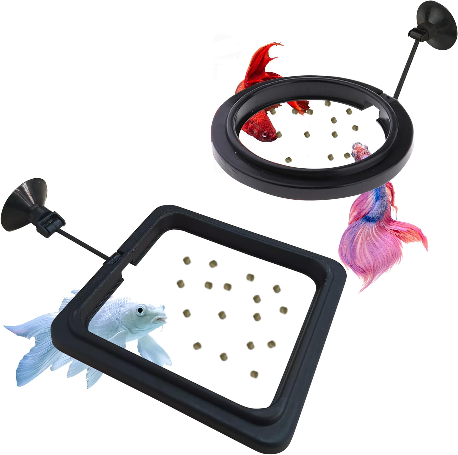 Amazon.com : FREESEA Fish Feeding Ring for Aquarium: Floating Food ...