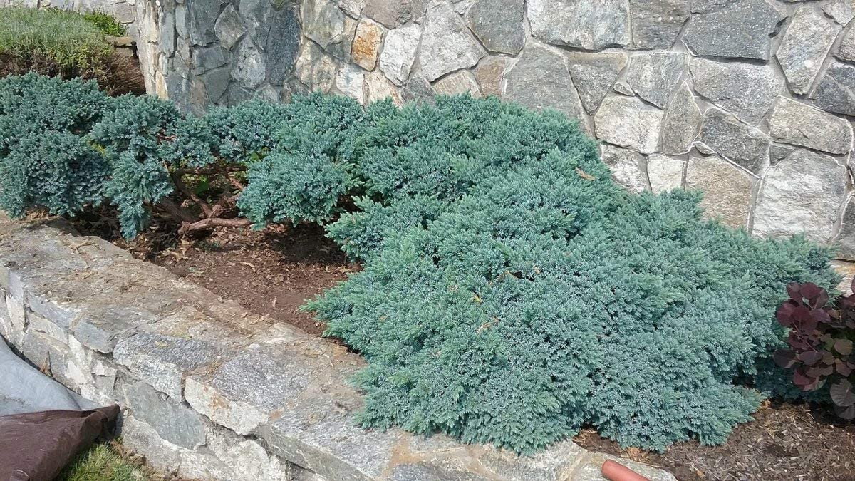 Blue Star Juniper
