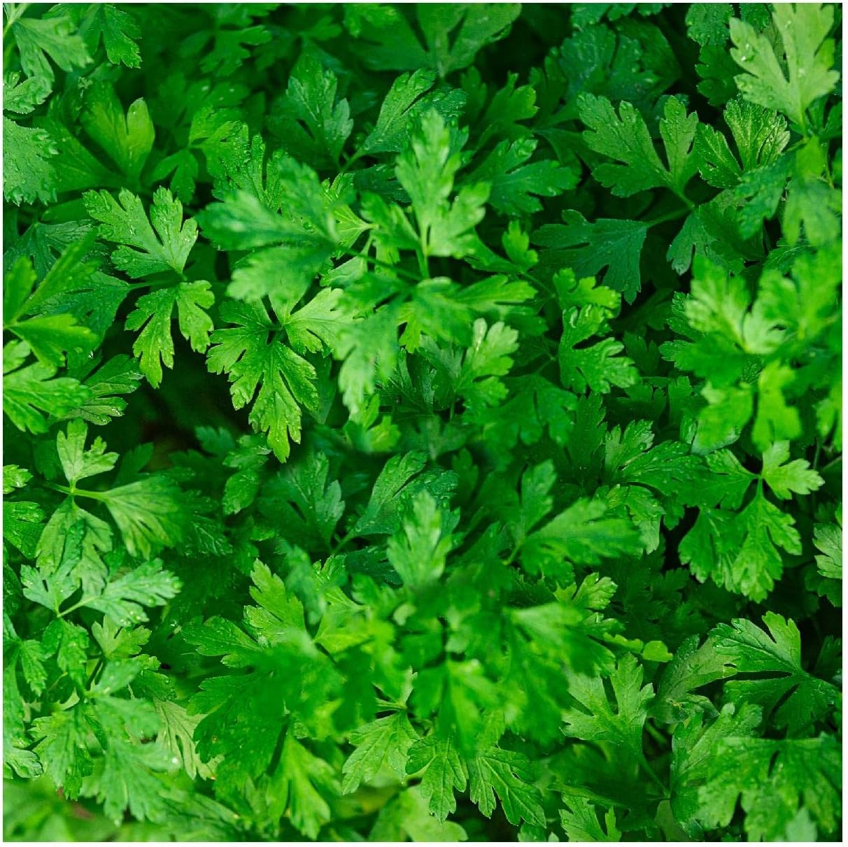 Amazon.com : Everwilde Farms - 1 Lb Plain/Single Parsley Seeds - Gold ...
