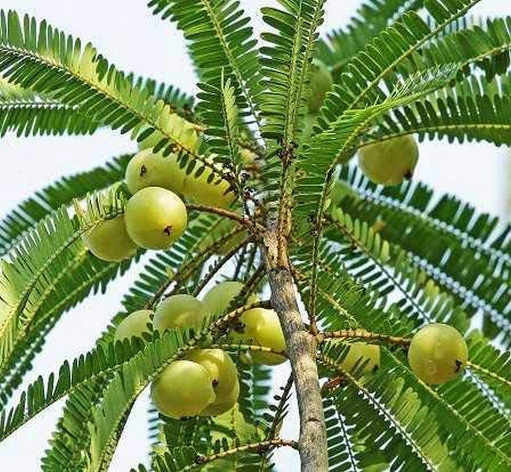 Amla Sapling Plant, Amala, Indian-Gooseberryamla, Phyllanthus Tratemus ...