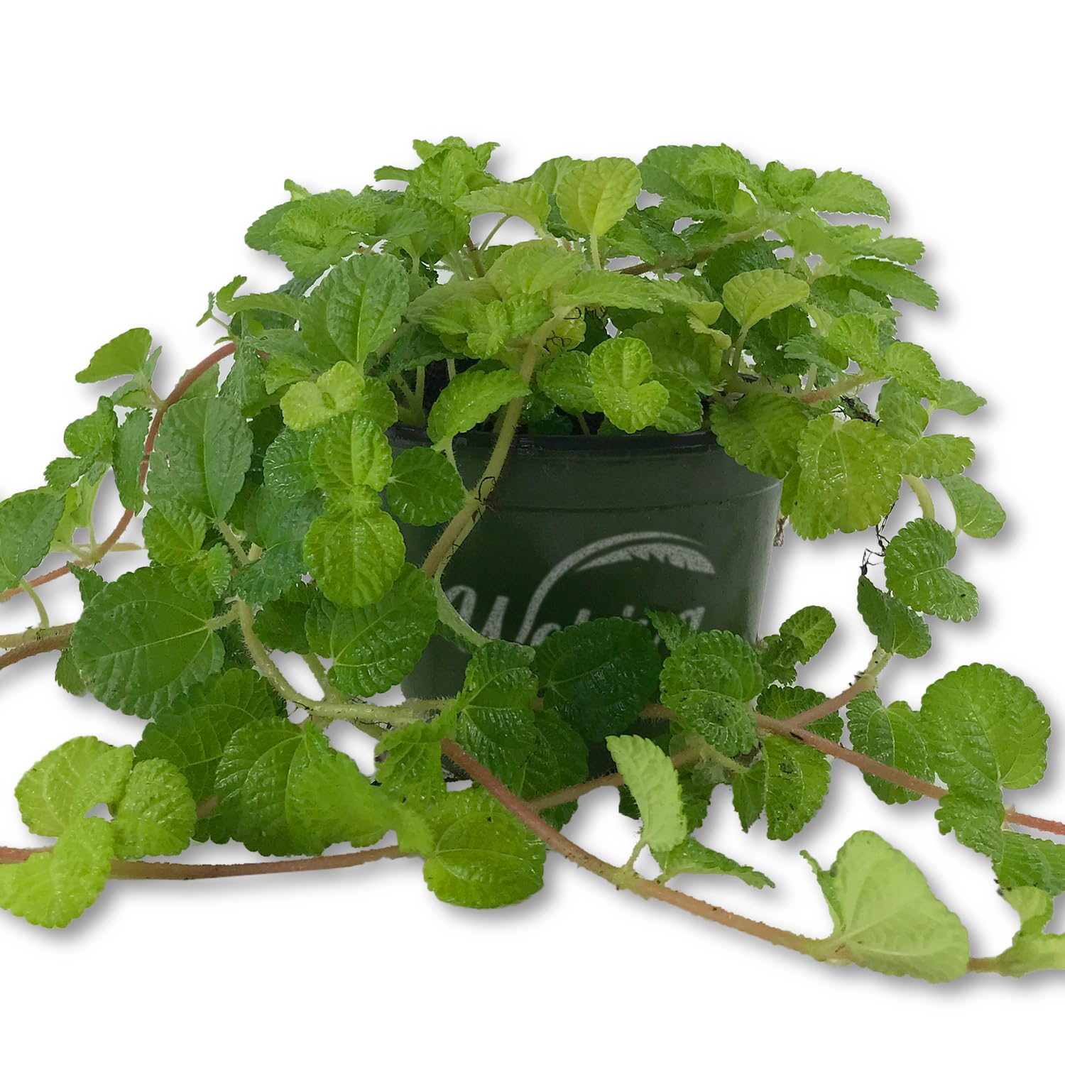 Amazon.com : Creeping Charlie Friendship Plant - Live Plant in a 4 Inch ...