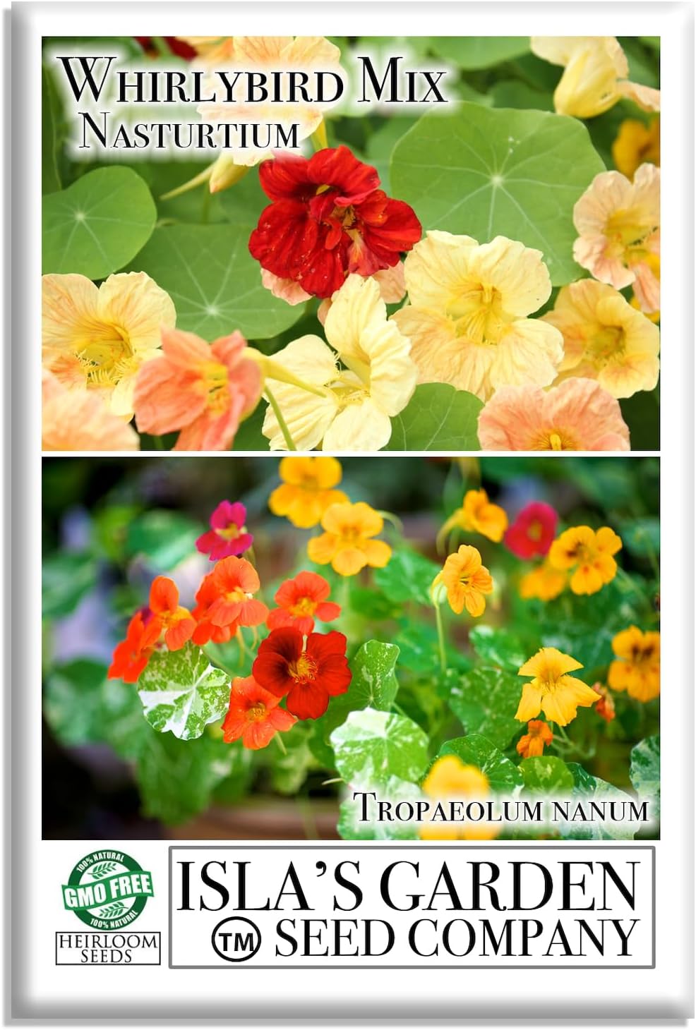 Amazon.com : 50 Pcs Nasturtium (Tropaeolum Nanum) Flower Seeds Non-GMO ...