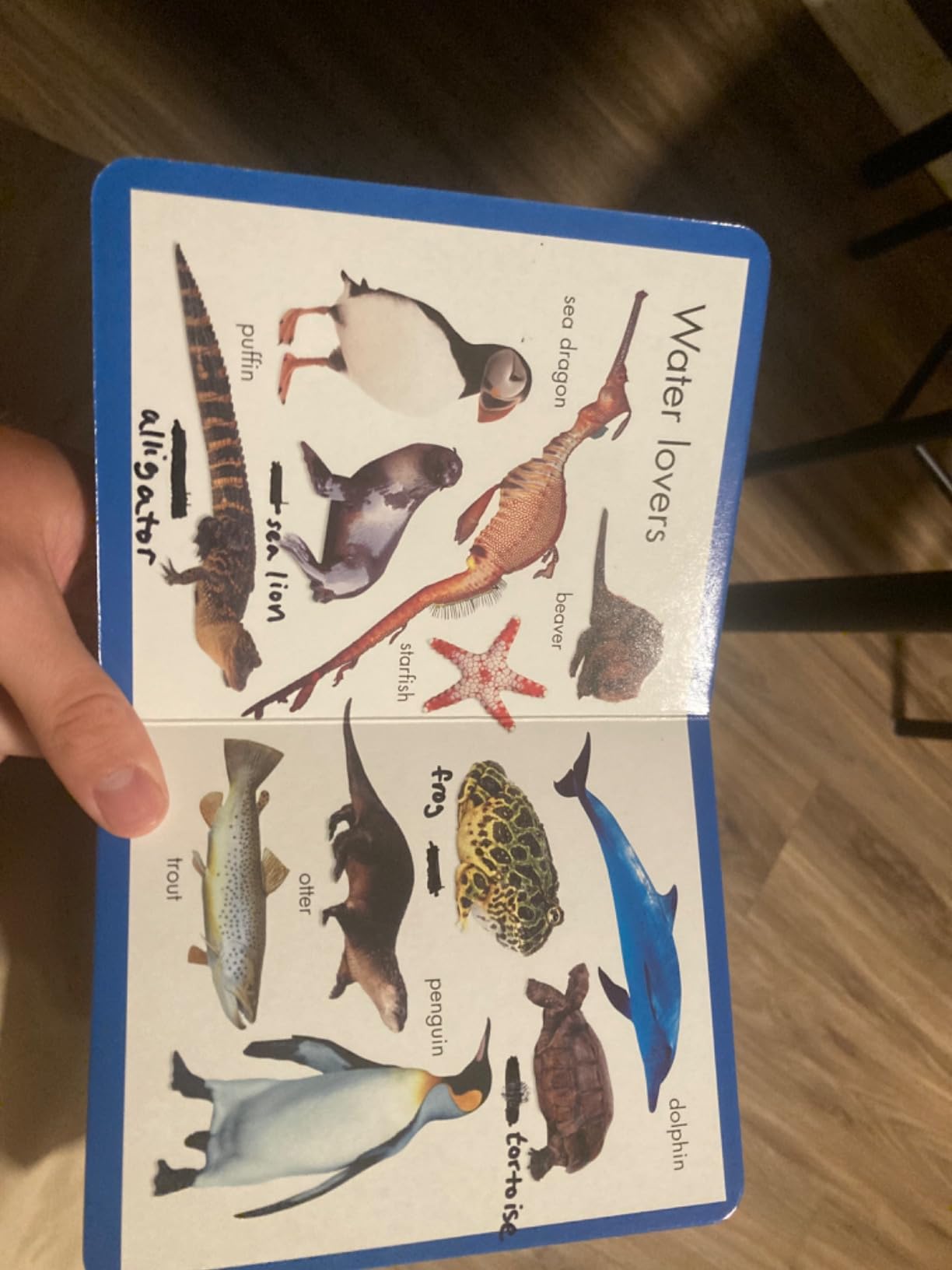 First Animals: Hinkler: Amazon.com: Books