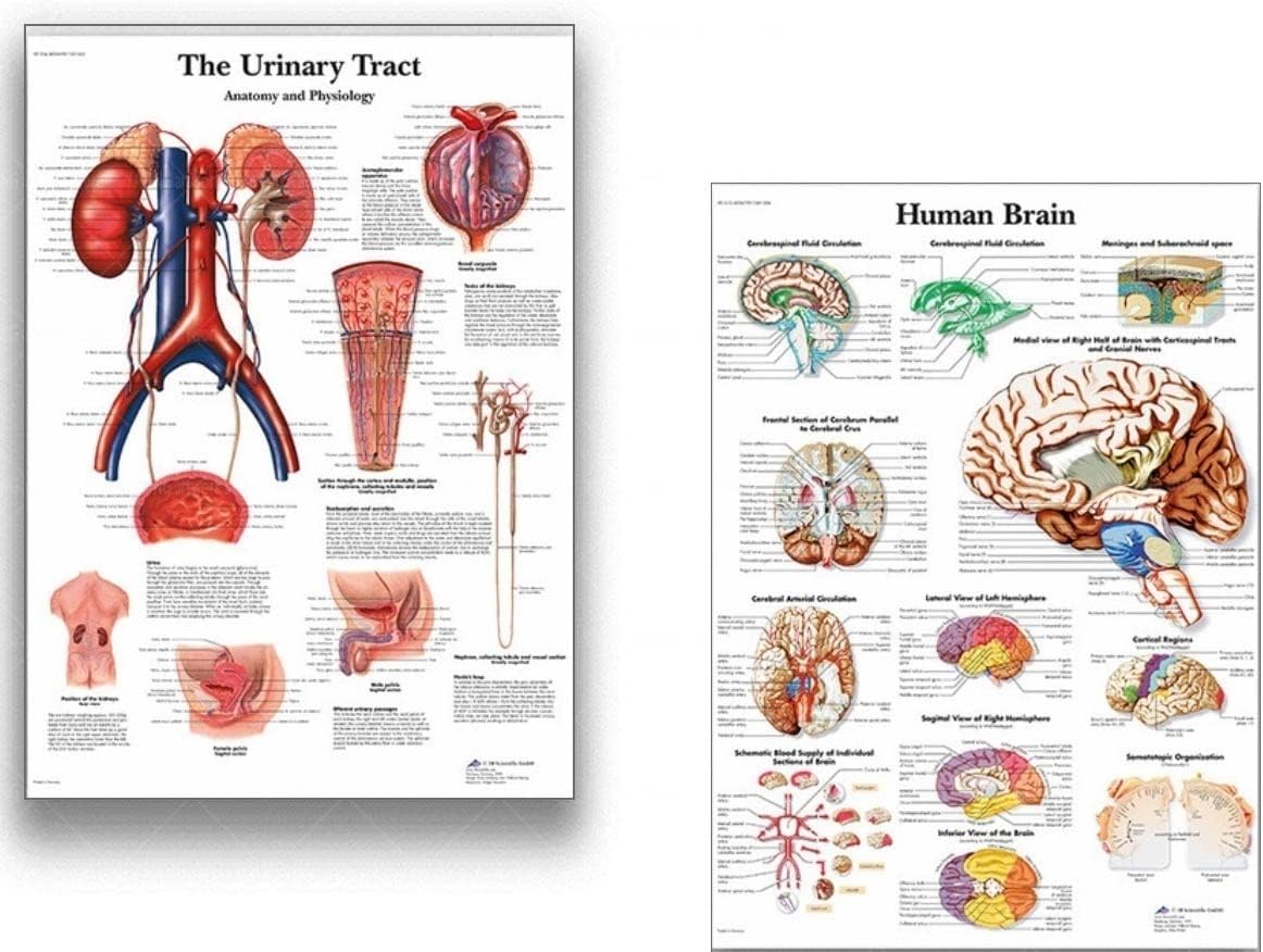 2pcs Human Body Educational Anatomical Poster The Human The Urinary ...