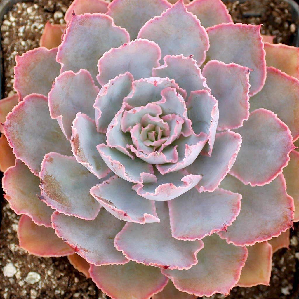 SLRIPL | Echeveria 'Shaviana' (Lakshmi Vishnu Kamal/Mexican Hens and ...