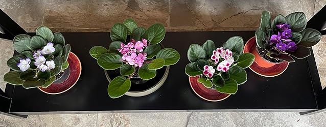 Amazon.com : Optimara African Violet Variety Pack (4 Assorted Plants ...