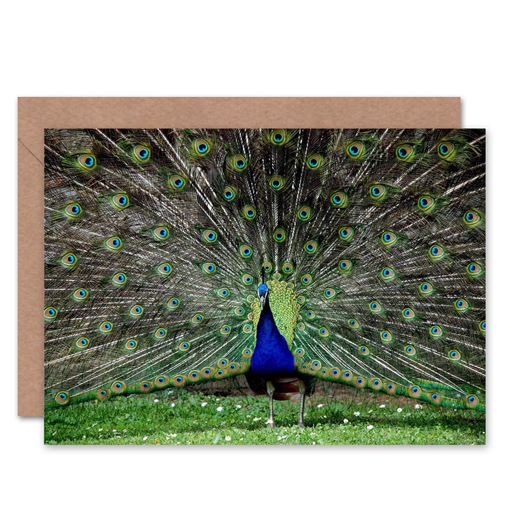 Amazon.com : Wee Blue Coo PEACOCK BIRDS FEATHER PHOTO BIRTHDAY GIFT ...