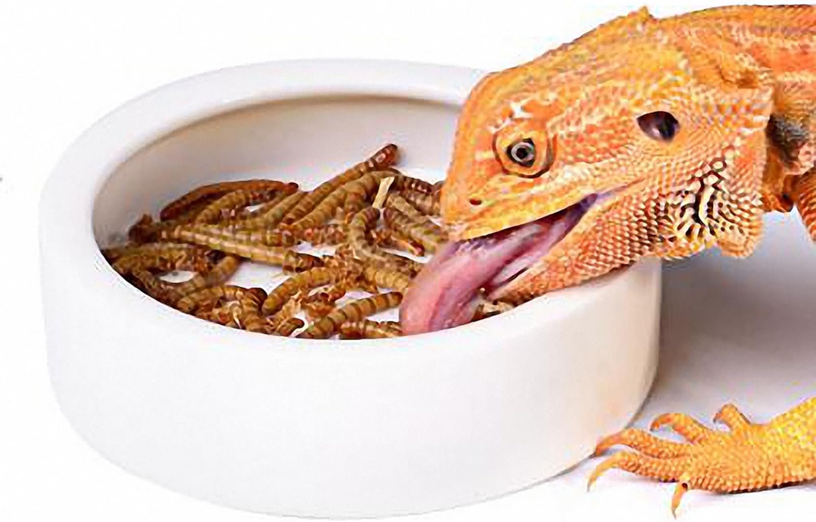 Exo Terra Mealworm Feeder Dish : Amazon.co.uk: Pet Supplies