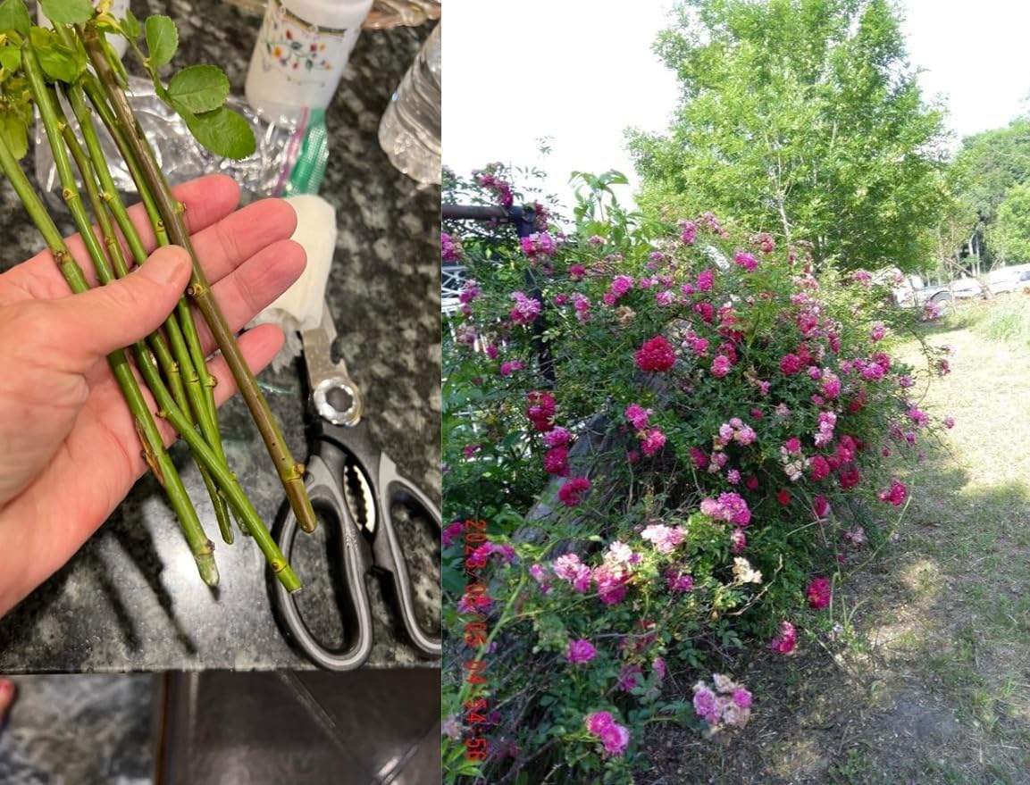 Amazon.com : Seven Sisters Vining Rose 15 Plus Fresh Cuttings : Patio ...