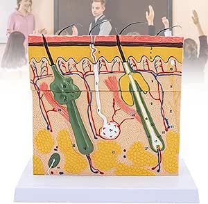 Human Skin Anatomical Model - 70x Magnified Epidermis & Dermis ...