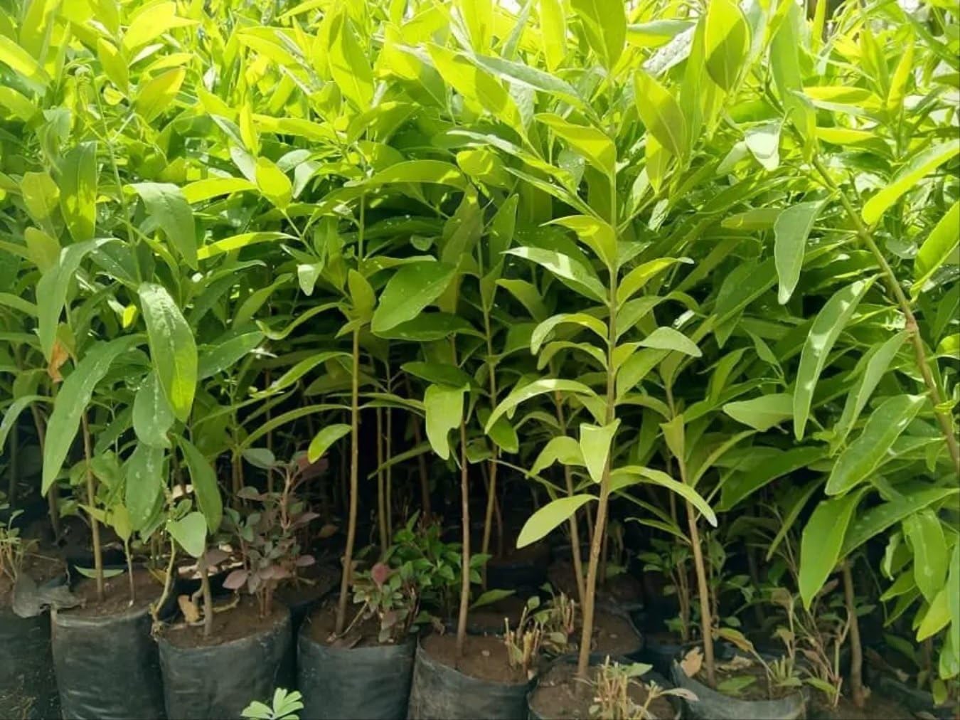 Sandalwood tree seeds white Pack of 6 : Amazon.in: Garden & Outdoors