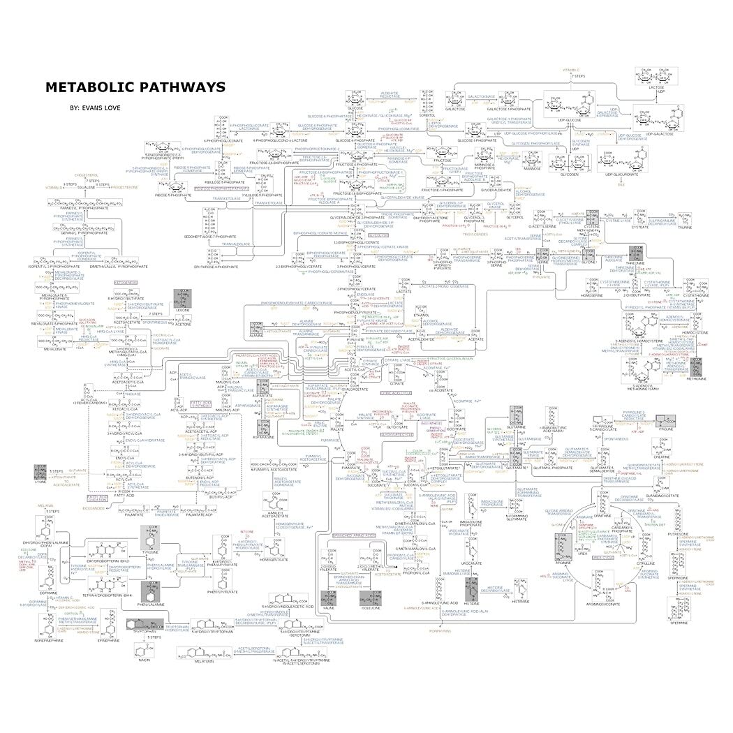 Amazon.com: Metabolic Pathway Poster Trendy Colorful Wall Art Print For ...