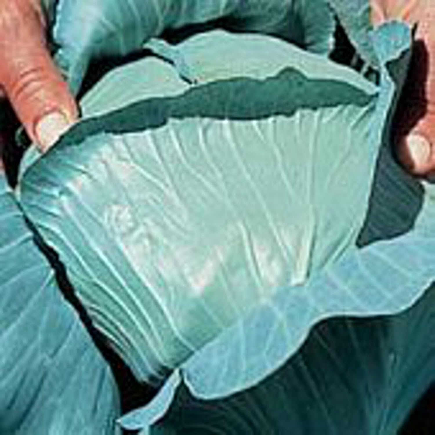 Amazon.com : Golden Cross Cabbage Seeds (45 Seeds) Seeds for Planting ...