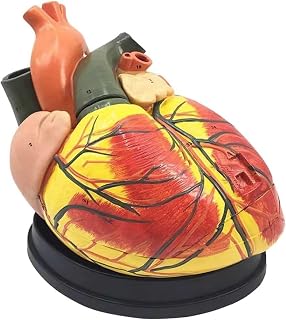 Papillary Muscles And Chordae Tendineae: A Coordinated Heart Valve Team ...
