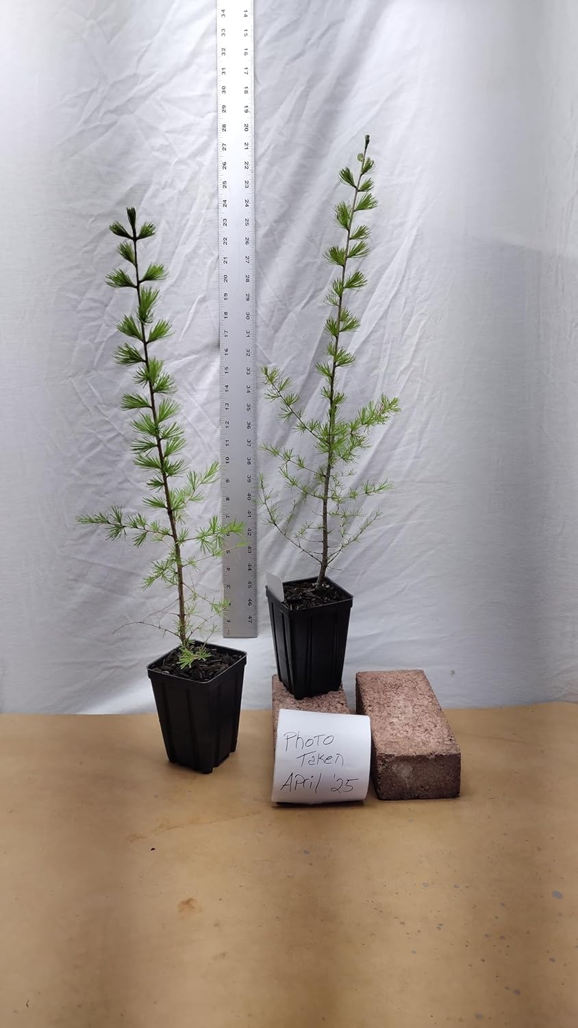 Amazon.com: Western Larch Tree in Small Nursery Pot. Larix occidentalis ...