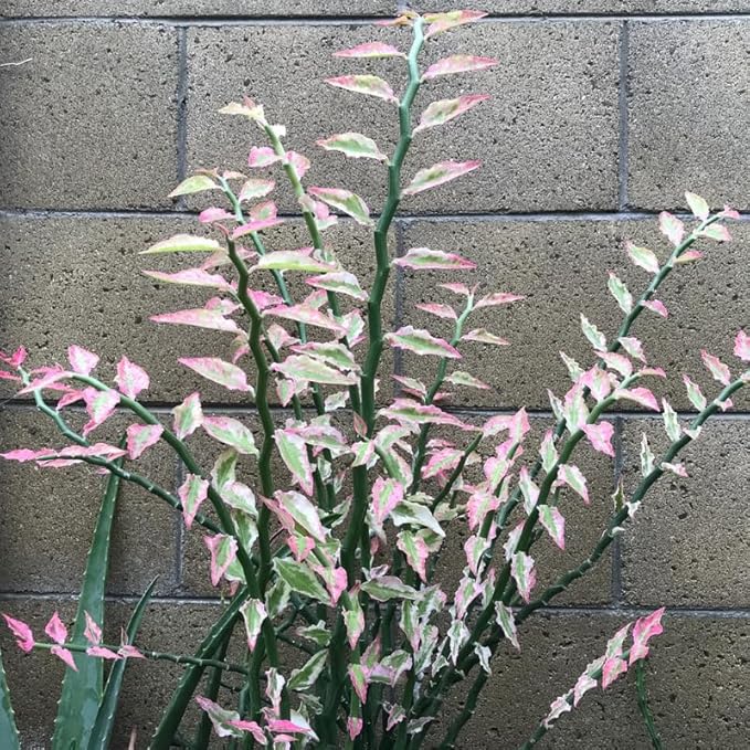 Amazon.com : Devil Backbone Variegated Cactus Succulent Live Plant, 4 ...