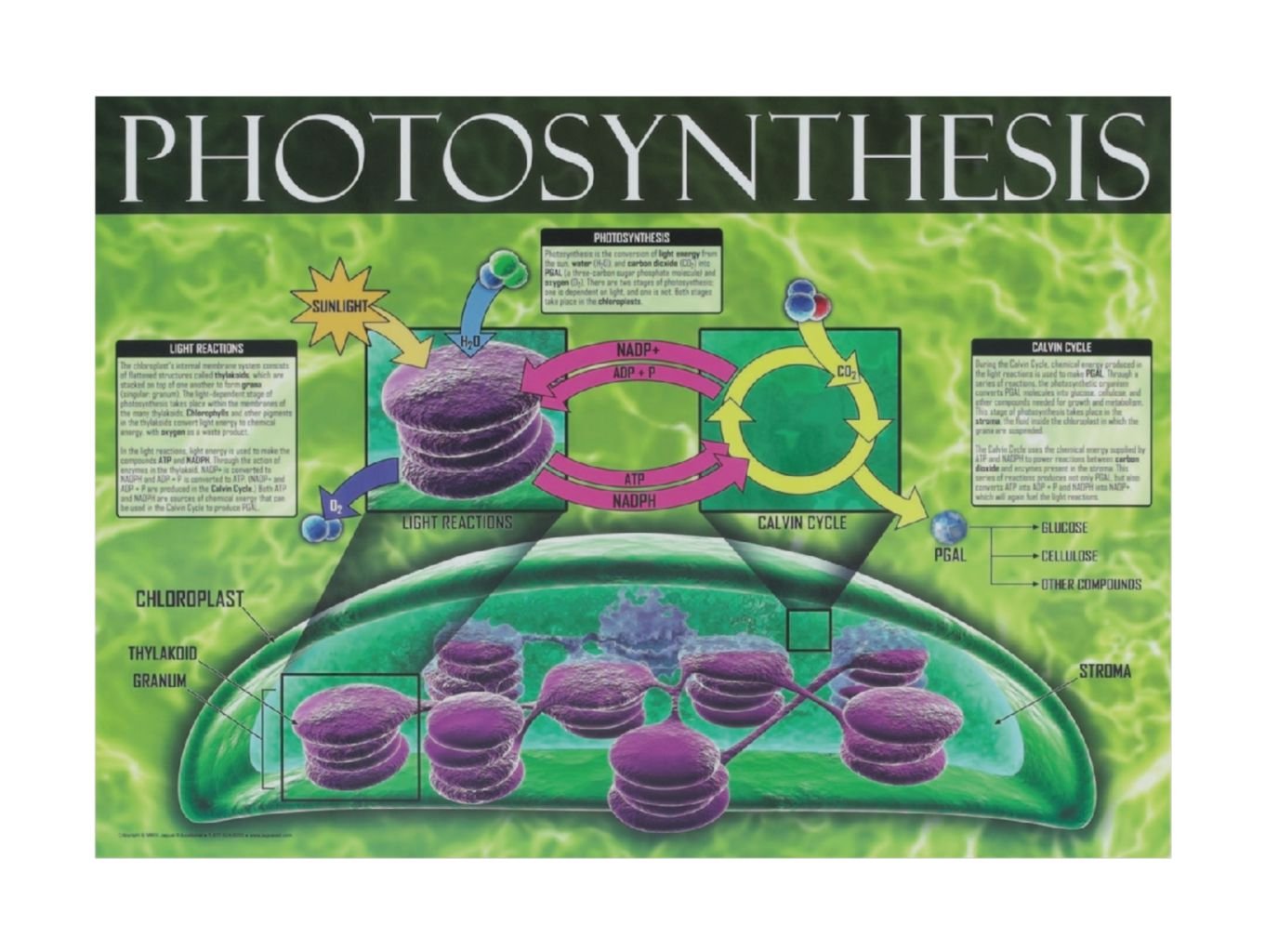 Photosynthesis And Cellular Respiration Poster Project