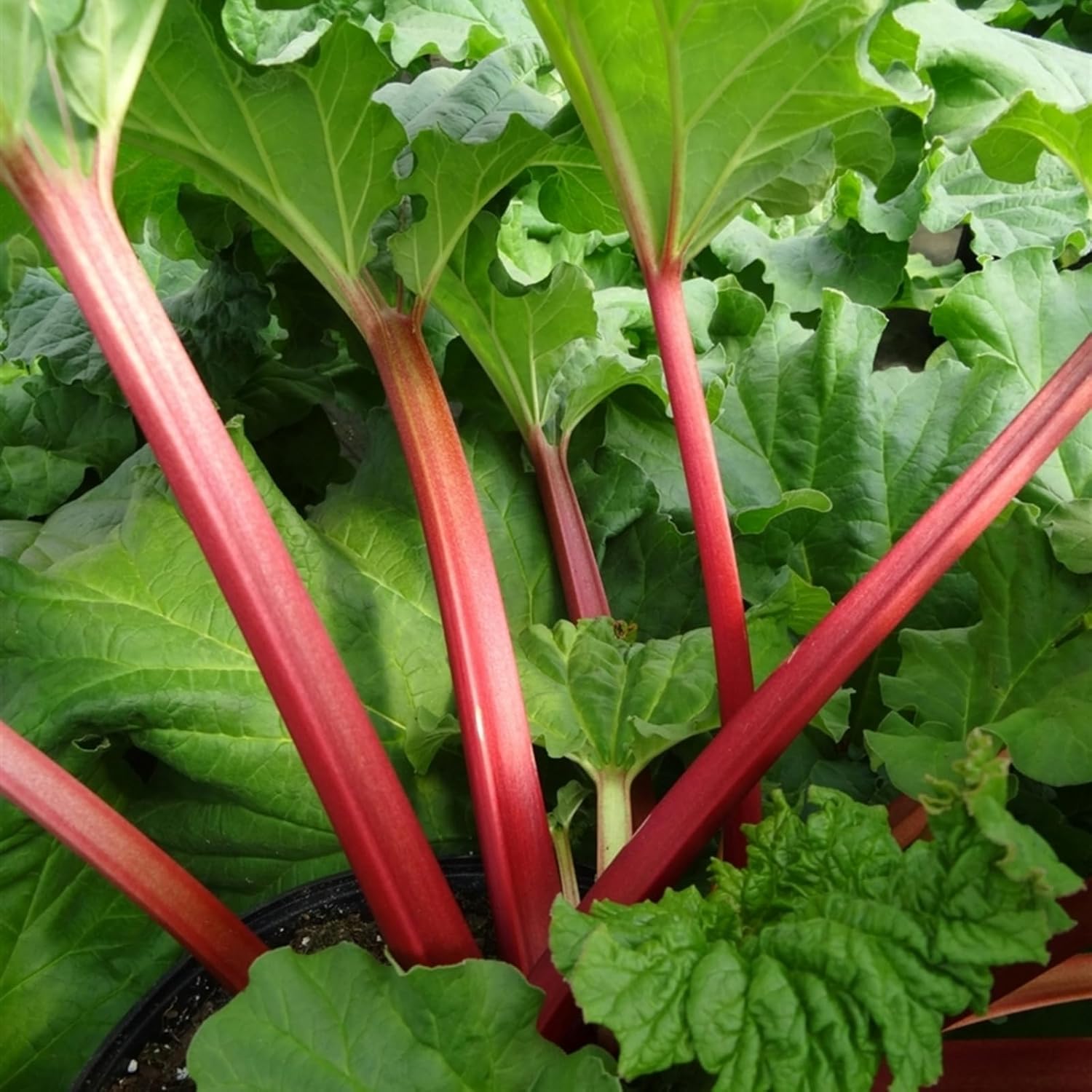 Carbeth Plants - Rhubarb Crowns - 2 x Canada Red - Rheum Rhabarbarum ...