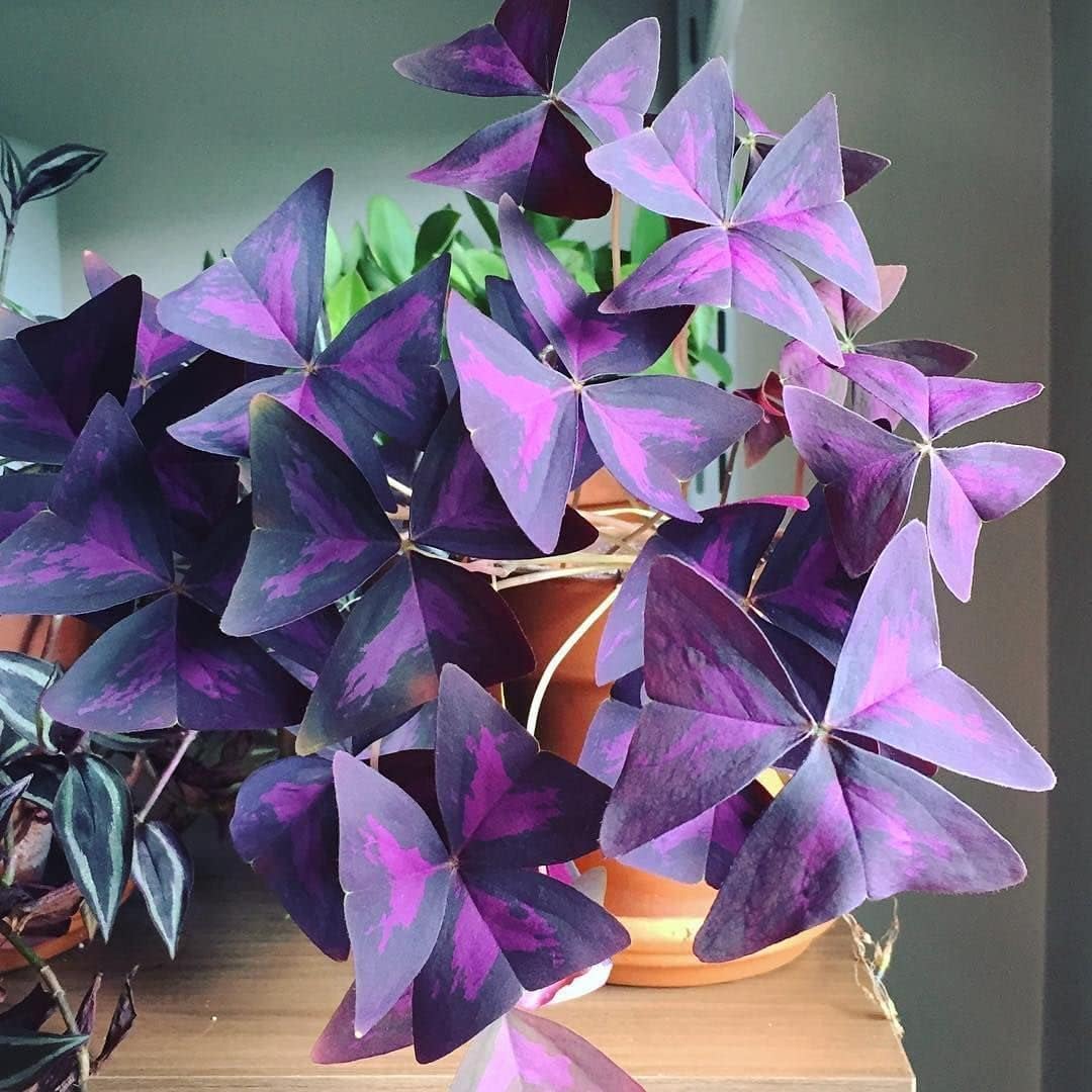 Amazon.com : 25 Oxalis Triangularis Bulbs for Planting Indoors Outdoors ...