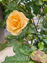 Amazon.com: The Human Swarm: How Our Societies Arise, Thrive, and Fall ...