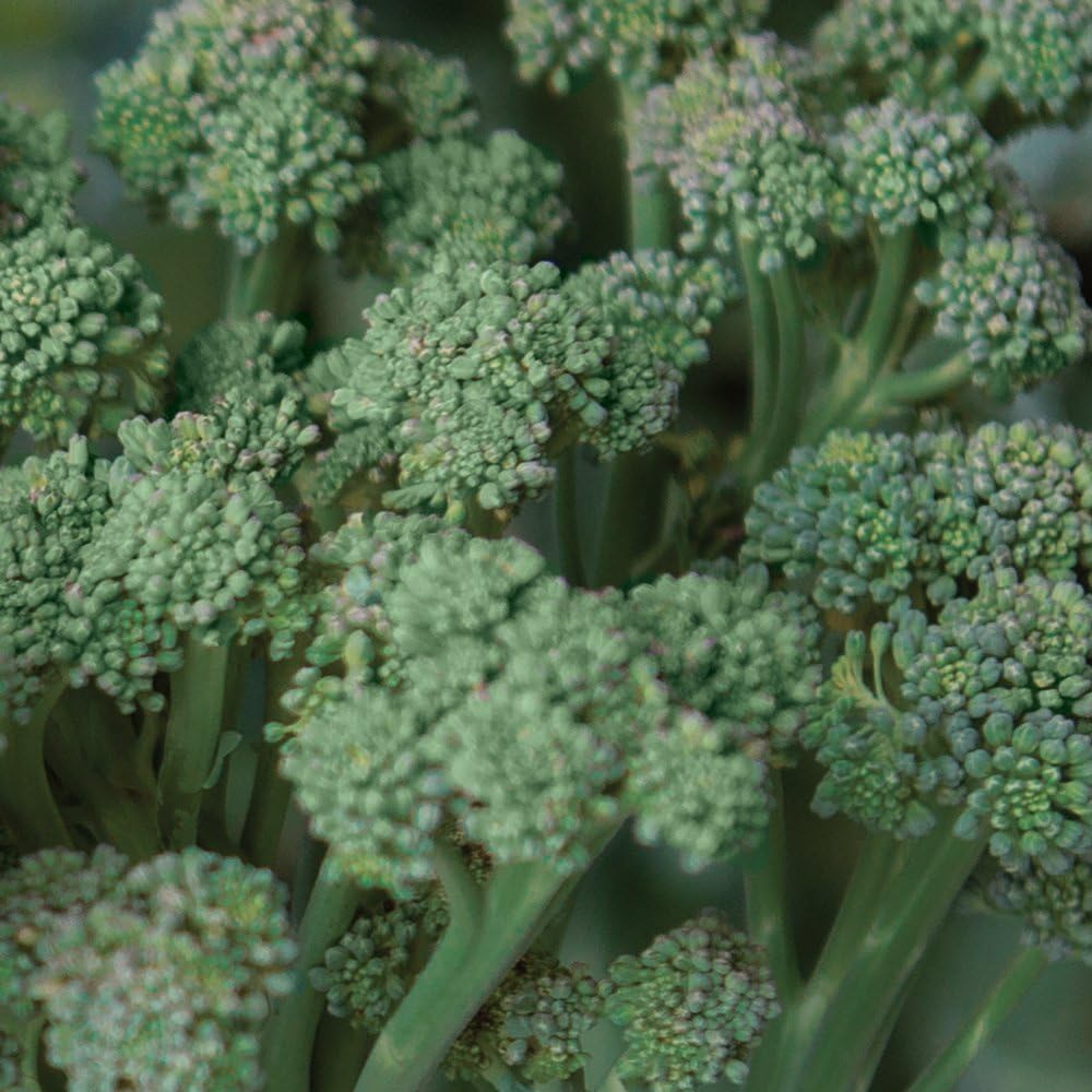 Amazon.com : Burpee Royal Tenderette Hybrid Broccoli Seeds 50 seeds ...