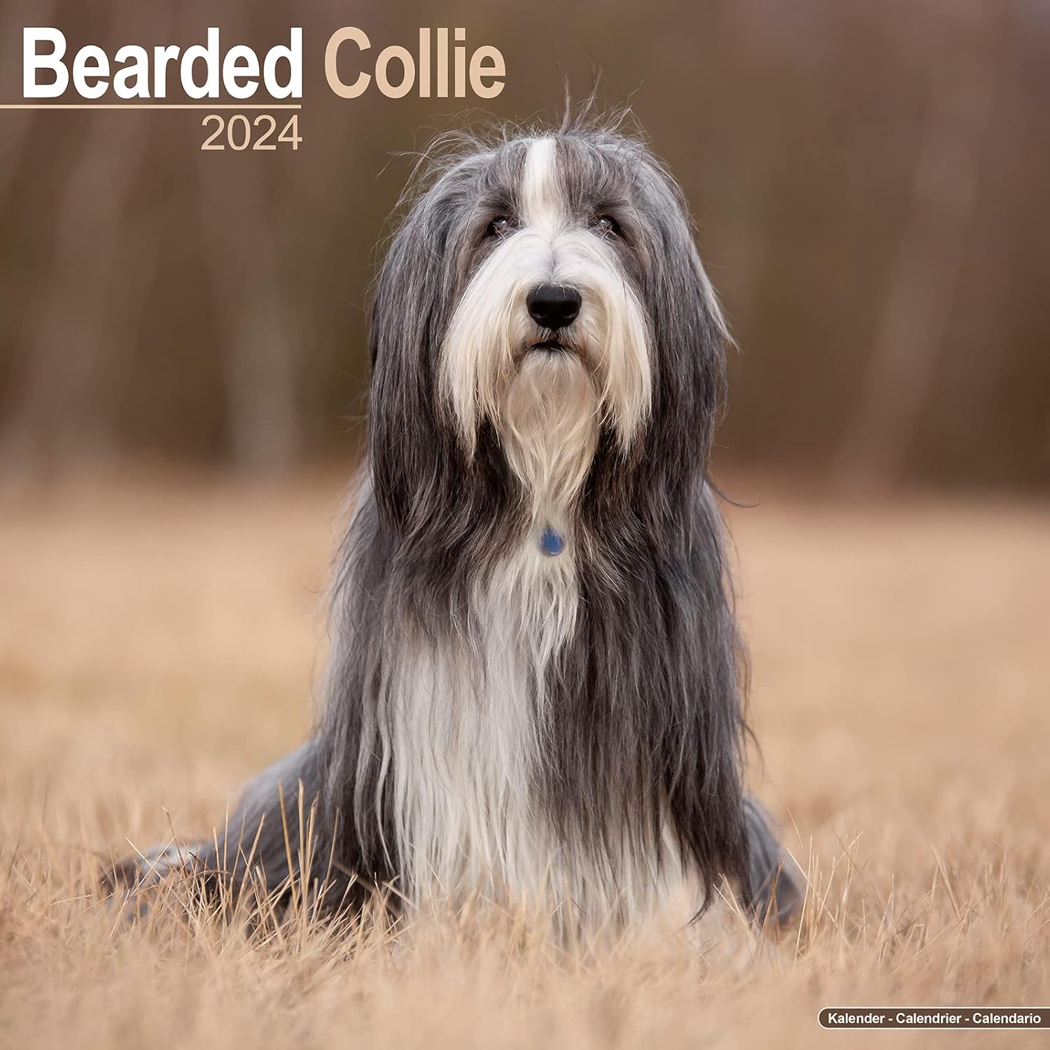 Bearded Collie Calendar - Dog Breed Calendars - 2023 - 2024 wall ...