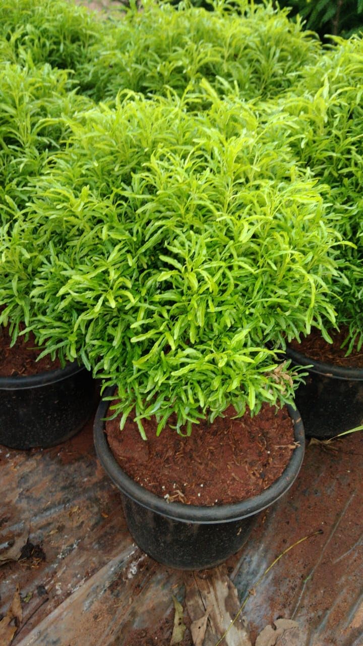 Aralia Variegated White plant (Pack of 2) : Amazon.in: Garden & Outdoors