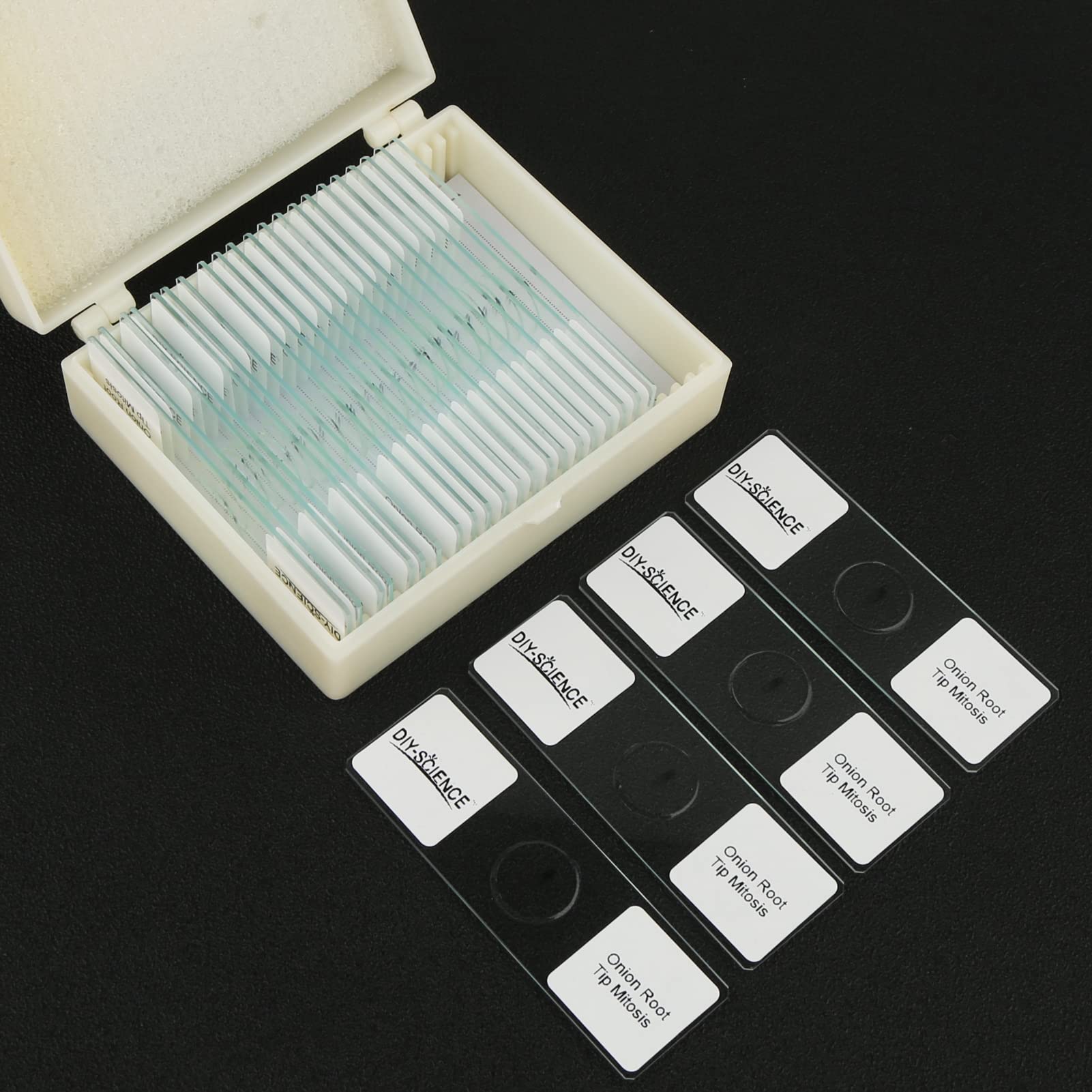Snapklik.com : Onion Root Tips Mitosis Microscope Slides Set, 25PCS ...