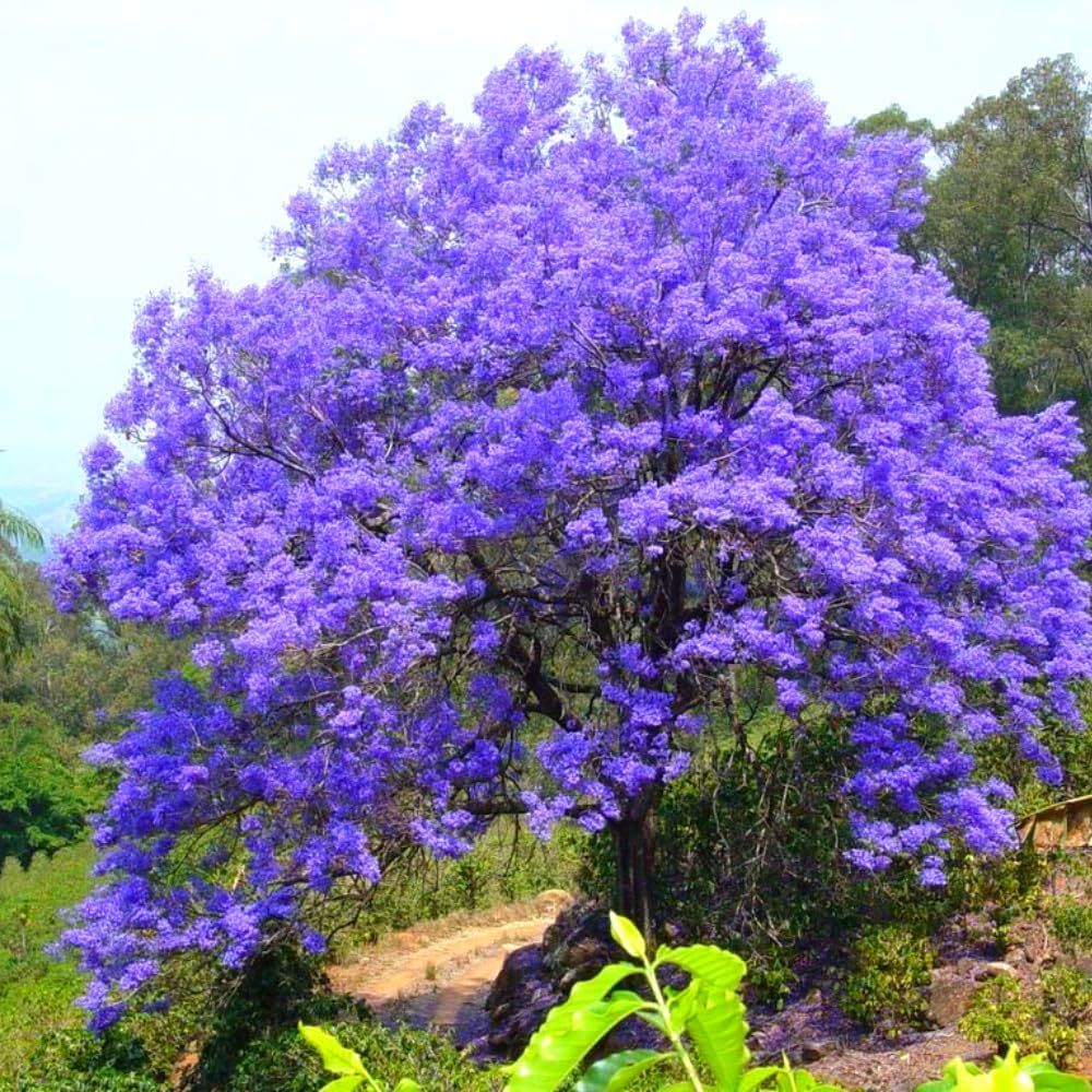 Amazon.com : Purple Blue Jacaranda Mimosifolia Tree Live Plant in Pot ...