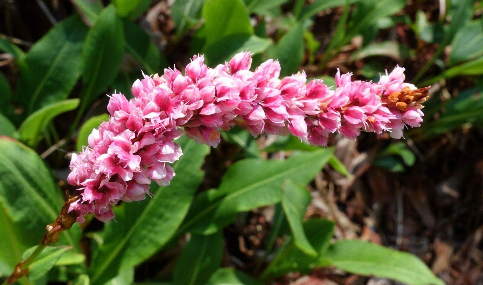 Fresh Seeds Polygonum Bistorta Superba Hardy Perennial Plant Seeds 15 ...