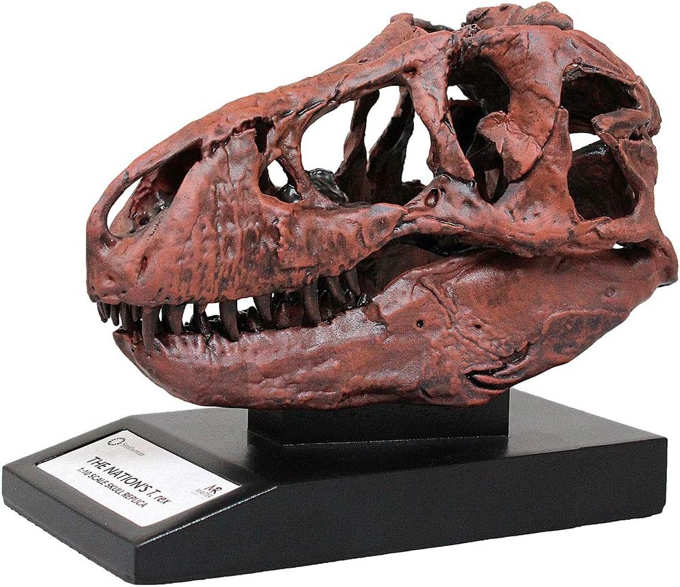 Buy Smithsonian T. REX Fossil Skull Replica at Ubuy Nepal