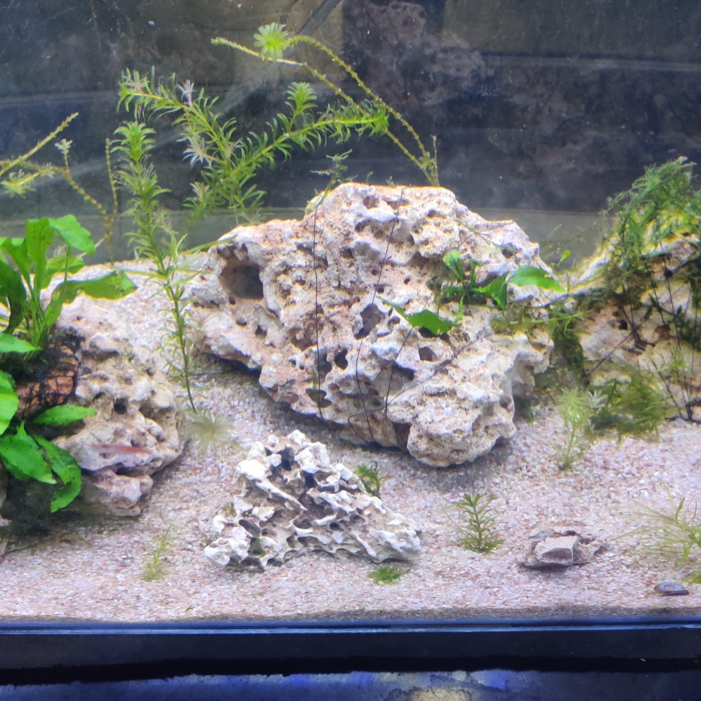 Maalavya Congo Rock Rocks for Aquarium Decoration Garden Decor Etc. (3 ...