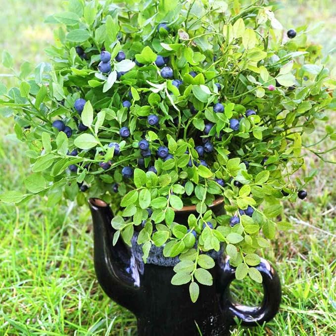Amazon.com : Outsidepride Northern Highbush Blueberry Seeds - 1000 Pcs ...