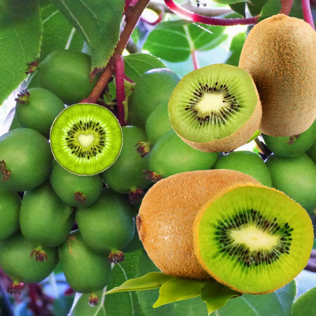 Amazon.com : Combo 4 Kiwi Trees Vines Live Plants for Gardening, Sweet ...