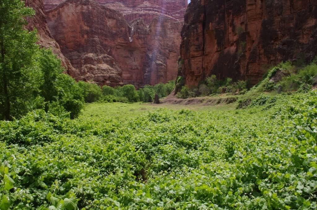 Amazon.com : 10 Canyon Grape Fruit Black Arizona Gulch Vitis Arizonica ...