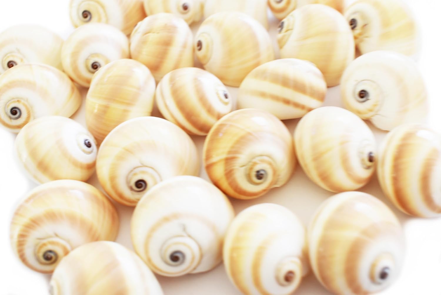 Amazon.com: BULK 100 Small Beautiful Shark Eyes Moon Shells Seashells ...