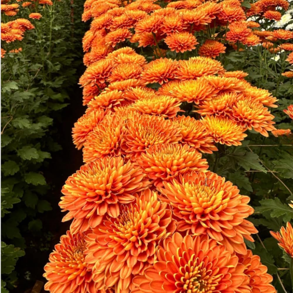 Amazon.com : 2 Orange Chrysanthemum Plants Live, Mums Plants Live, 5 ...