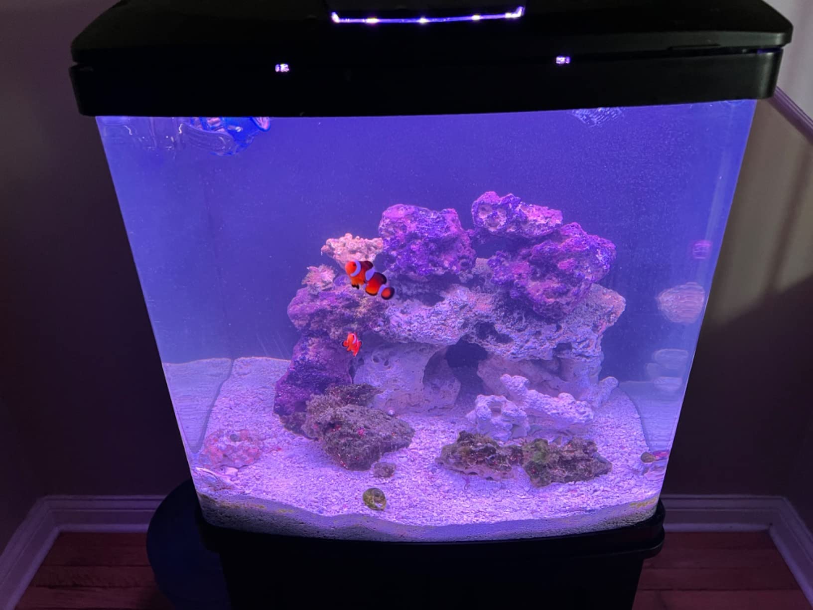 $24/mo - Finance Coralife Size 32 LED Aquarium Reef Package (with New ...