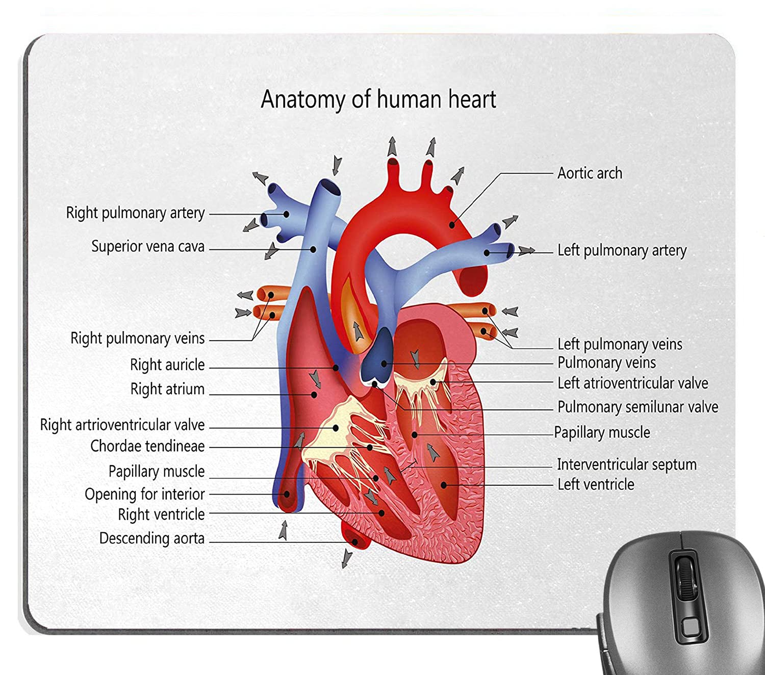 Buy Knseva Educational Mouse Pad, Structure of The Heart Human Body ...
