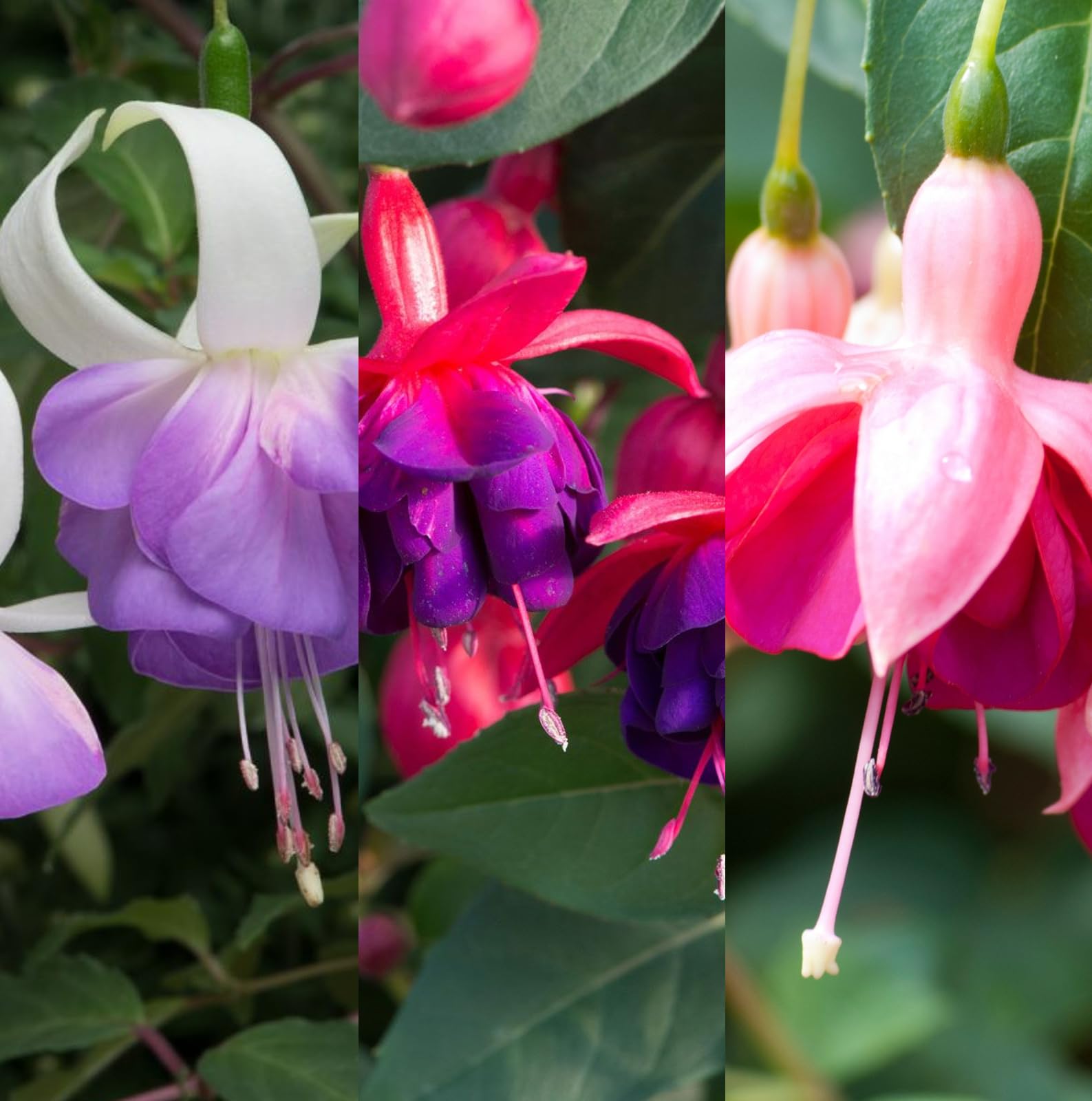 Carbeth Plants 3 x Hardy Fuchsia Shrubs Mixed Varieties Like Sunray ...
