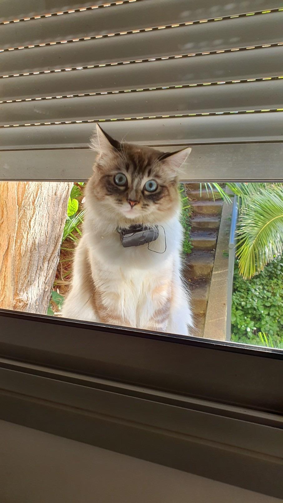 LOCALIZ Traceur GPS pour Chat et Petit Chien. Le Traceur lookat est Le ...