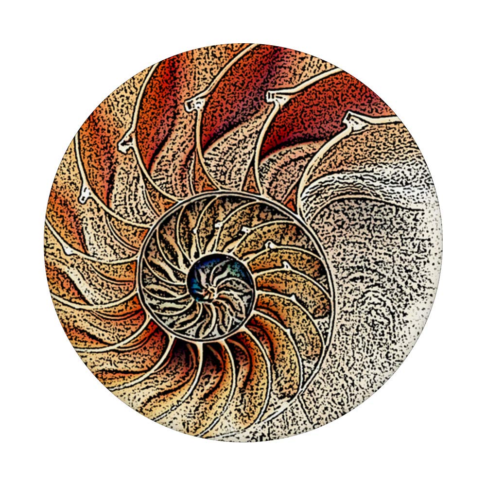 Nautilus Shell In Math